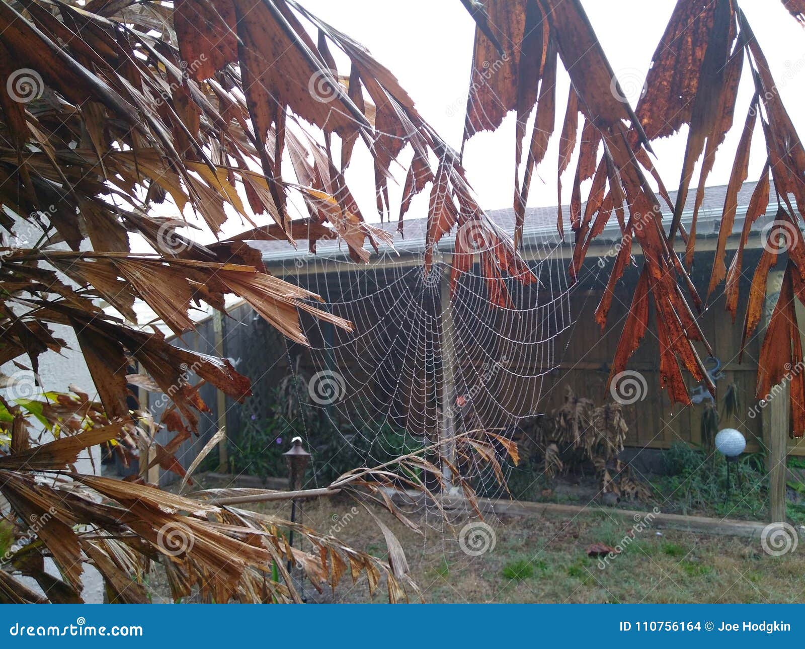 Big spider web on palm stock photo. Image of aquarium - 110756164