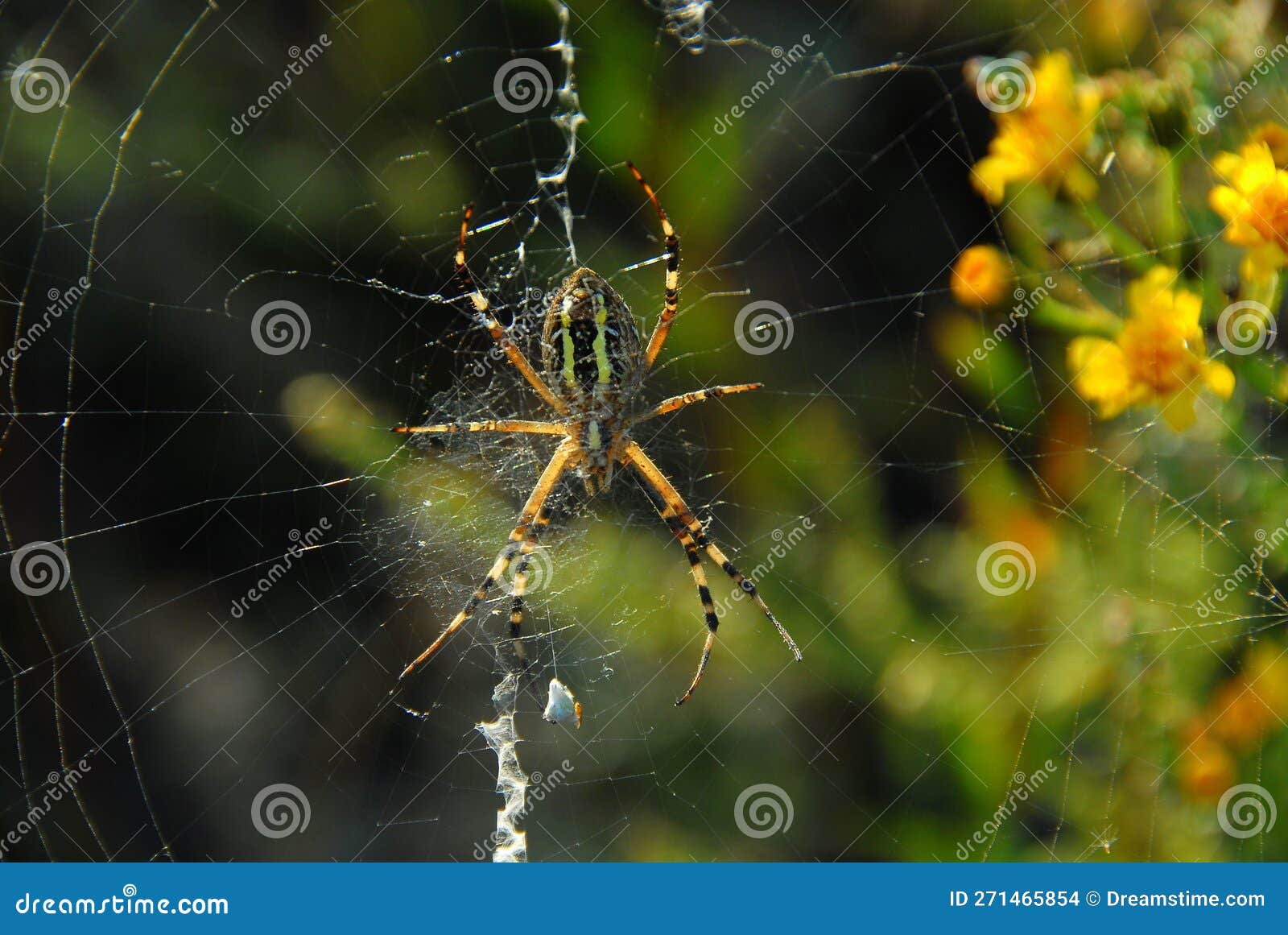 Big spider and web stock photo. Image of danger, silk - 271465854