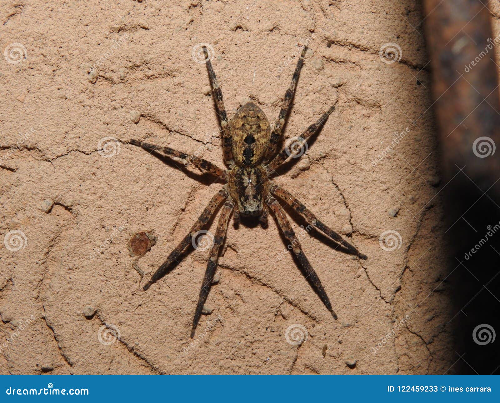 Big spider stock image. Image of zoropsis, spinimana - 122459233