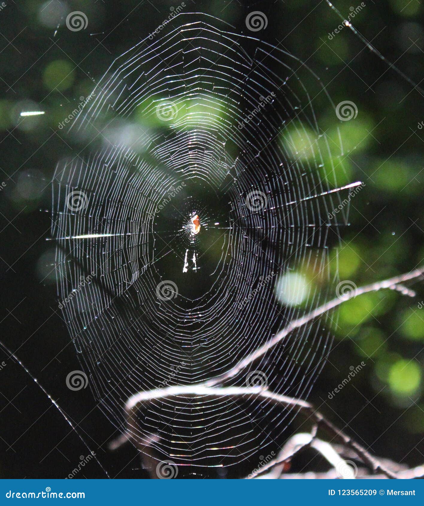 A spiderweb on a tree stock image. Image of white, spider - 123565209