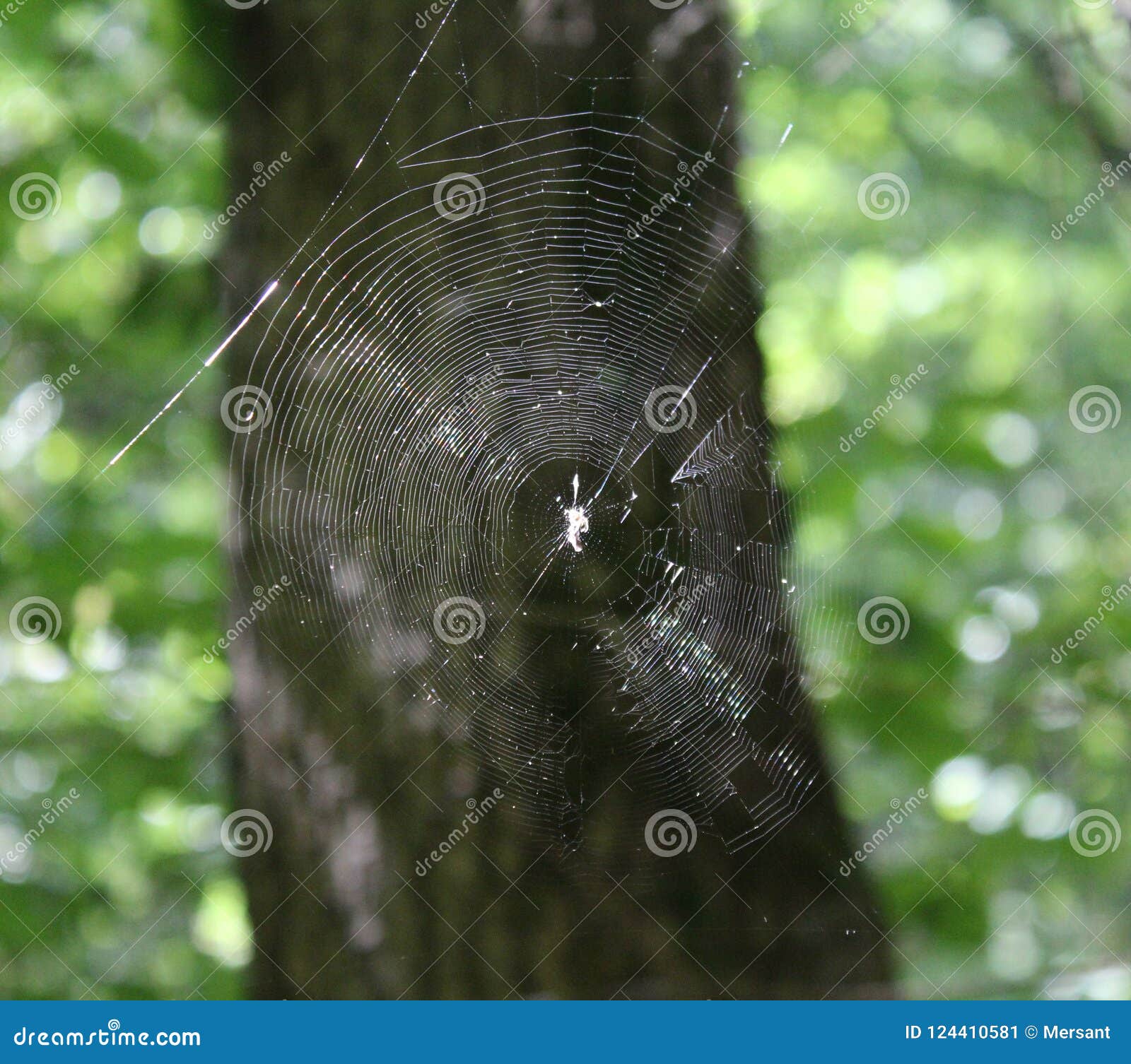 A spiderweb on a tree stock image. Image of spiderweb - 124410581