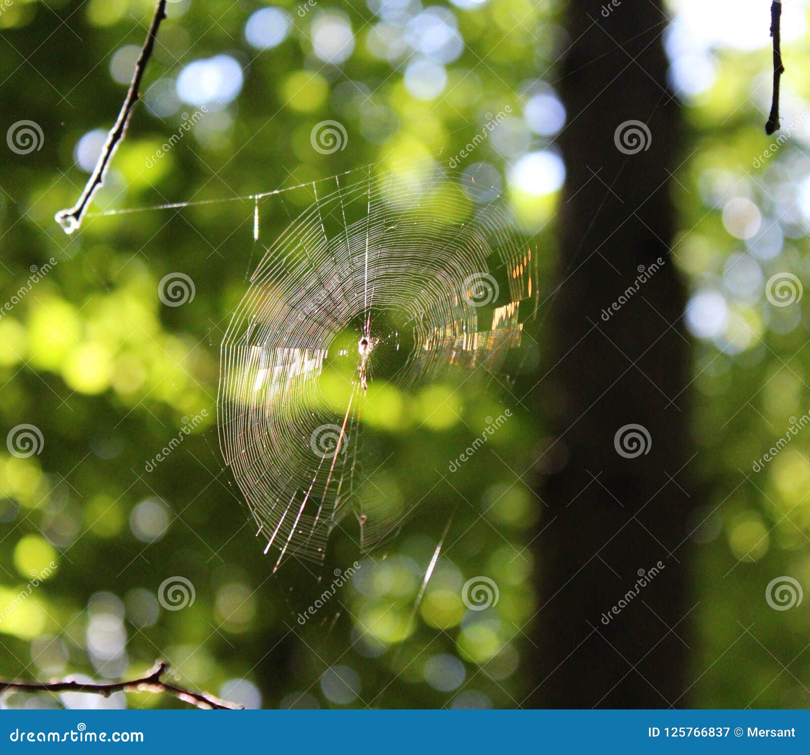 A spiderweb on a tree stock image. Image of spiderweb - 125766837