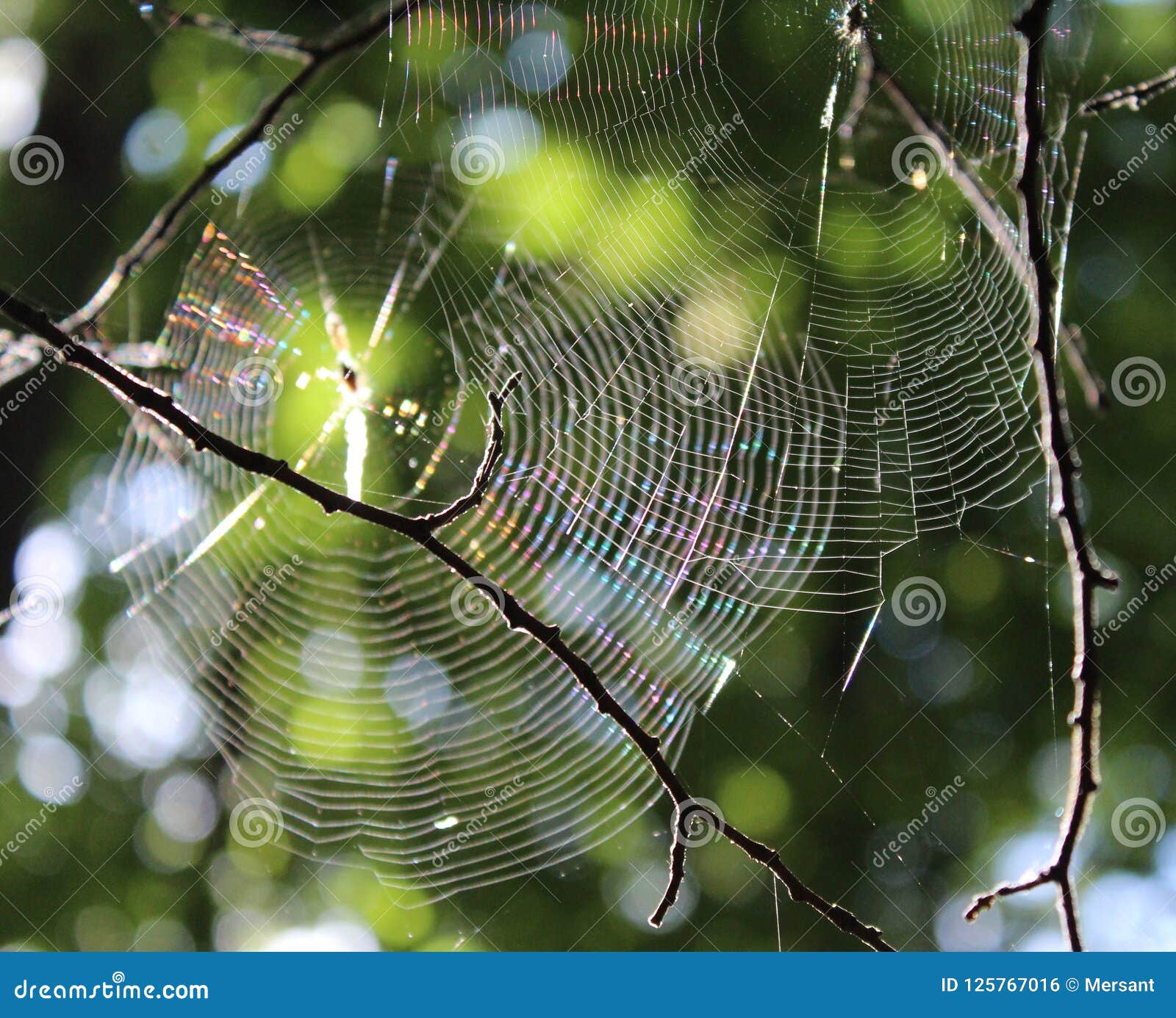 A spiderweb on a tree stock photo. Image of nature, drops - 125767016