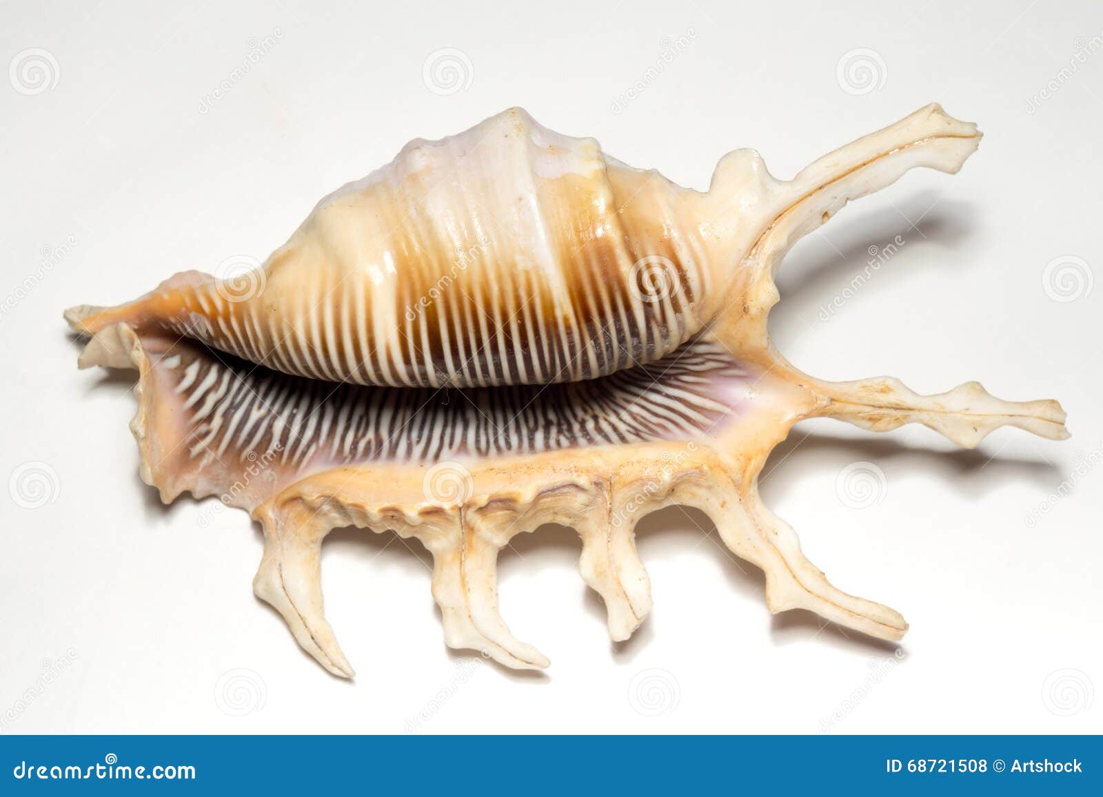 Big Spiked Seashell stock photo. Image of exotic, spike - 68721508