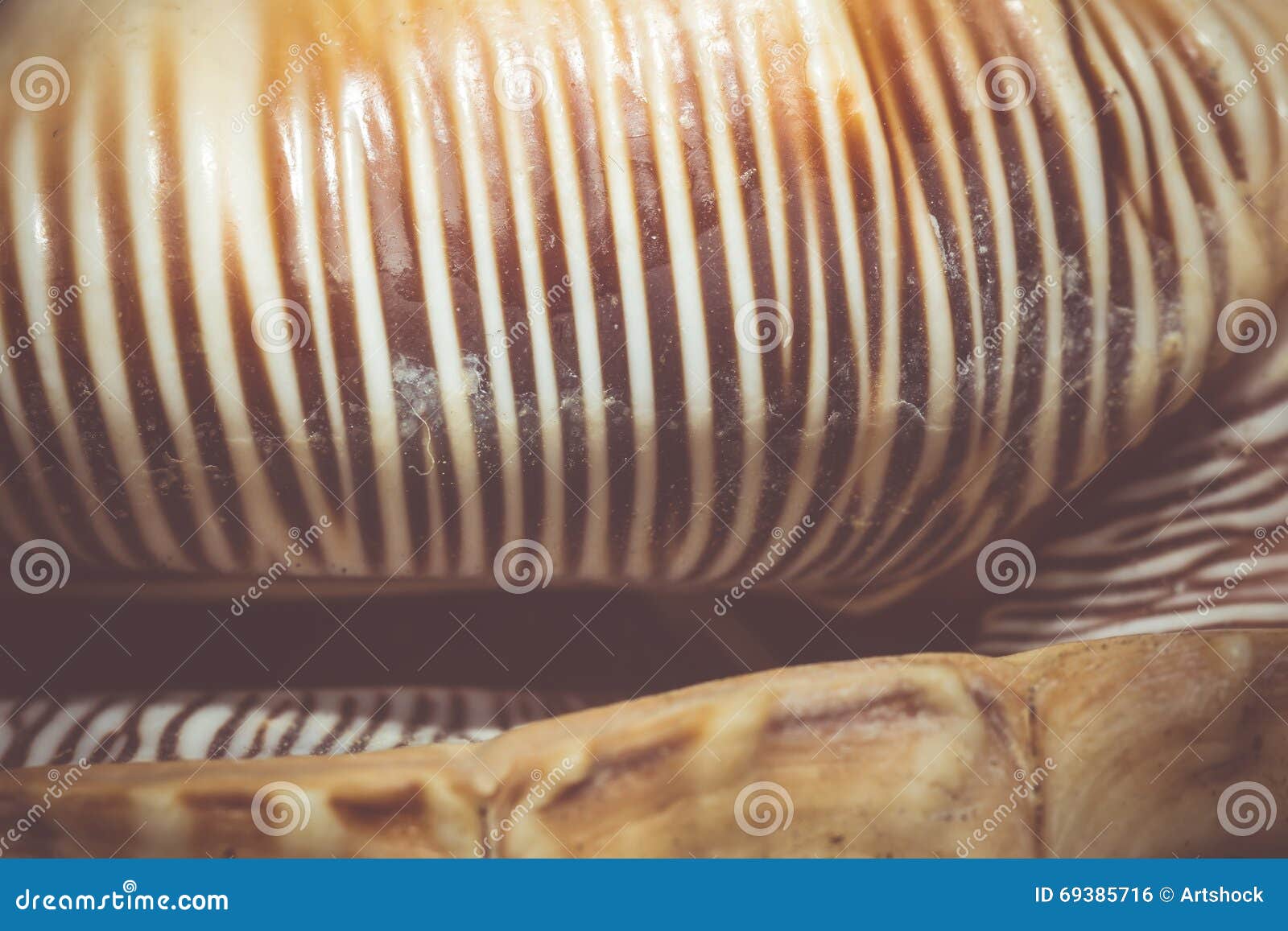 Big Spiked Seashell stock photo. Image of spiny, decorative - 69385716