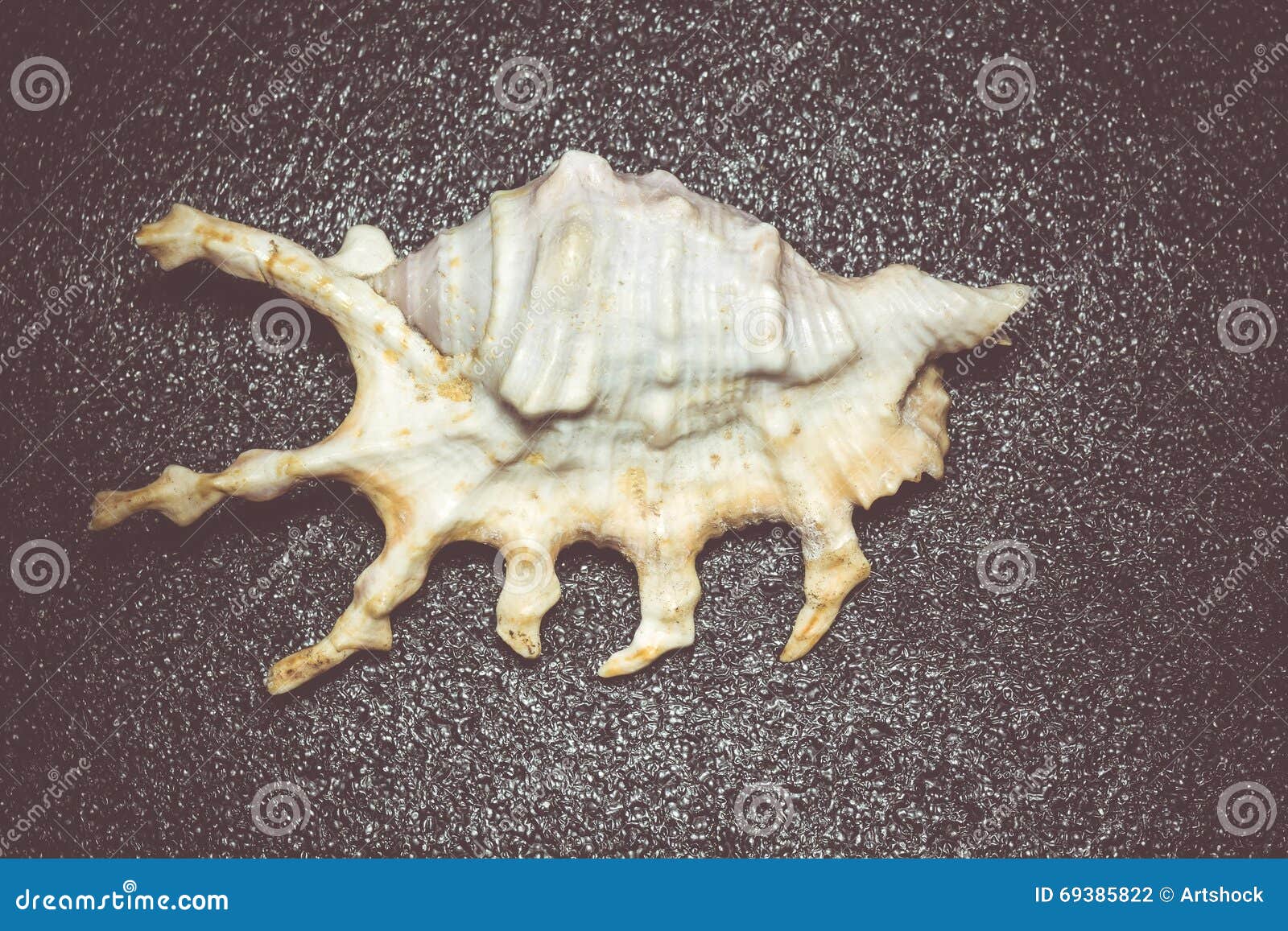 Big Spiked Seashell stock photo. Image of beach, exotic - 69385822