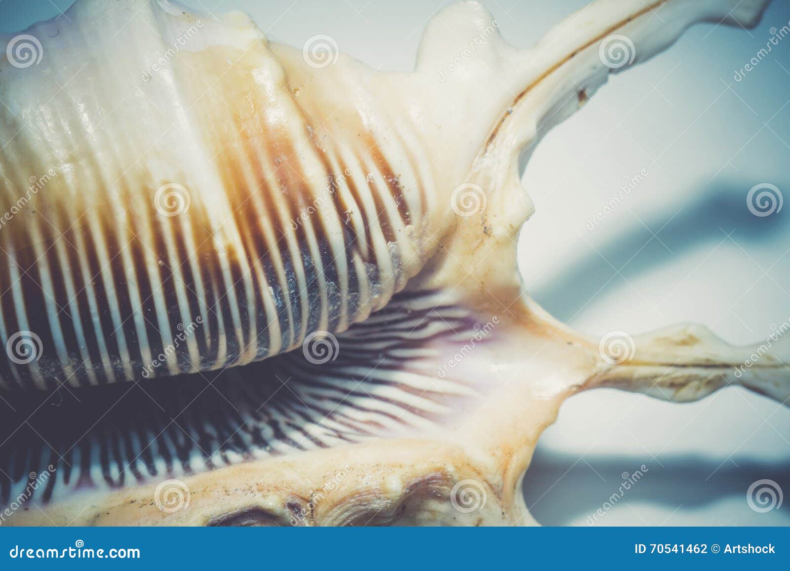 Big Spiked Seashell stock photo. Image of solid, background - 70541462