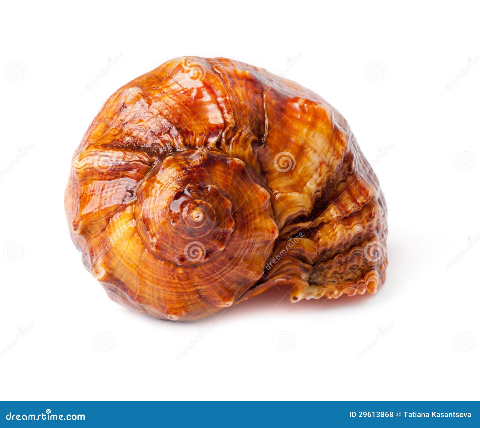 Big Spiked Seashell on White. Stock Photo - Image of mollusk, isolated ...