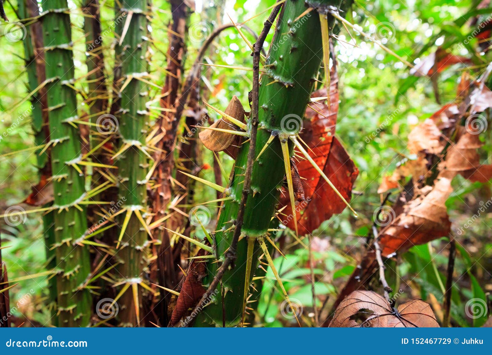Big Spiky Plant in Rainforest Stock Image - Image of prickle, spiky ...