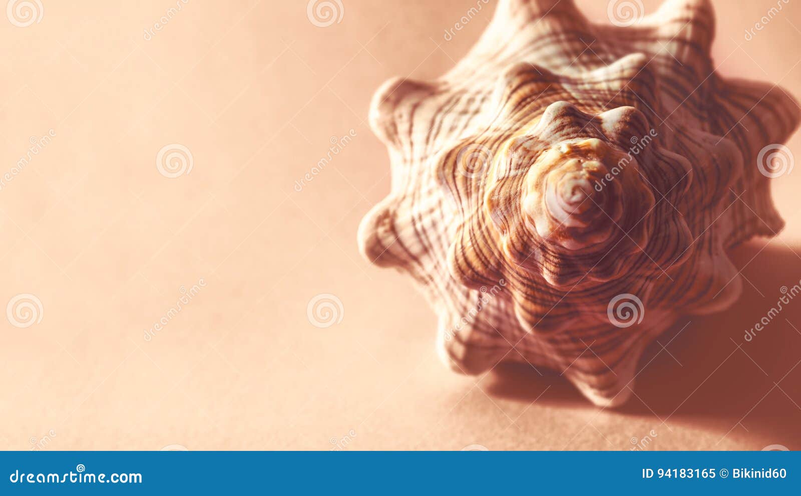 Big spiral seashell. stock image. Image of souvenir, wildlife - 94183165