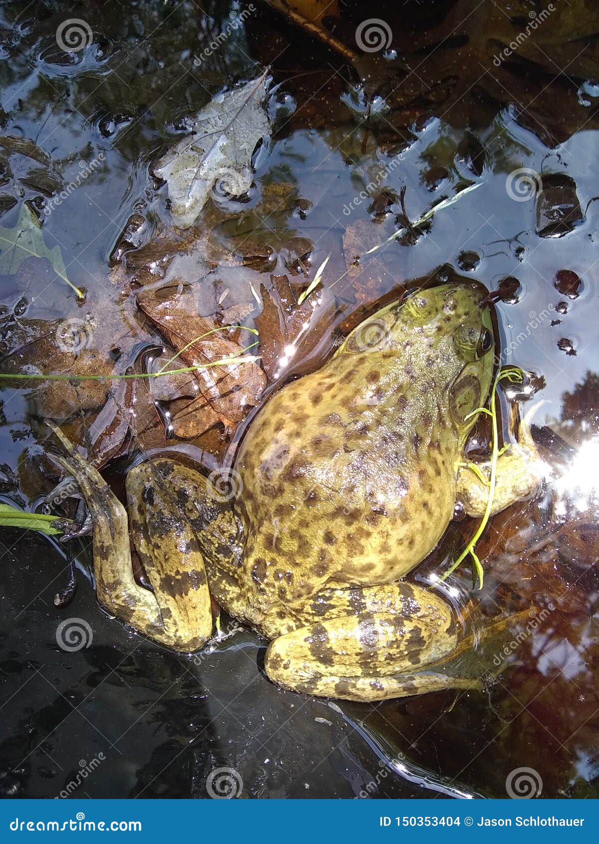Big splash frog stock photo. Image of splash, frog, bully - 150353404