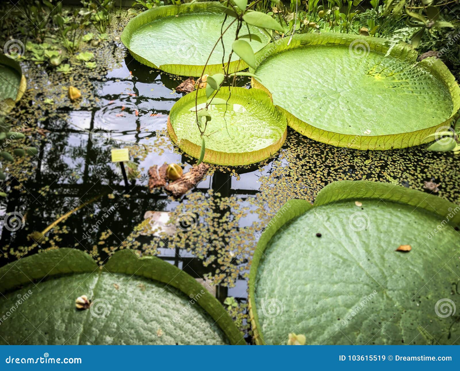 Big and Splendid Rounded Water Plants Stock Image - Image of pond ...