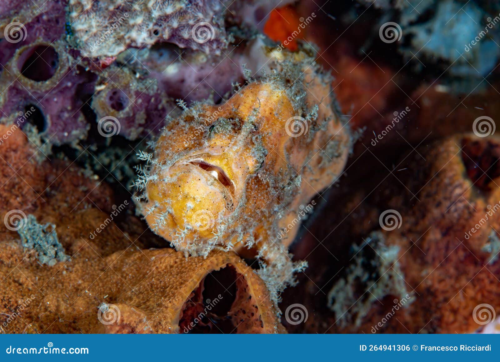 Big-spot Angler Abantennarius Nummifer Stock Photo - Image of reefs ...