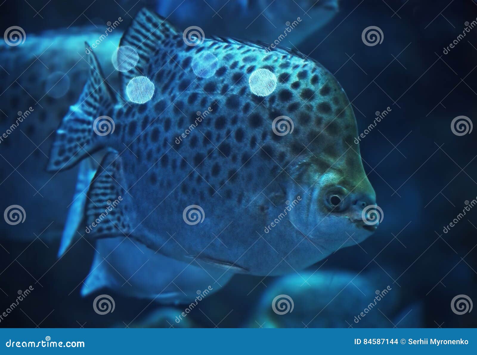 Big Spotted Fish at Deep Ocean Stock Photo - Image of blue, reef: 84587144