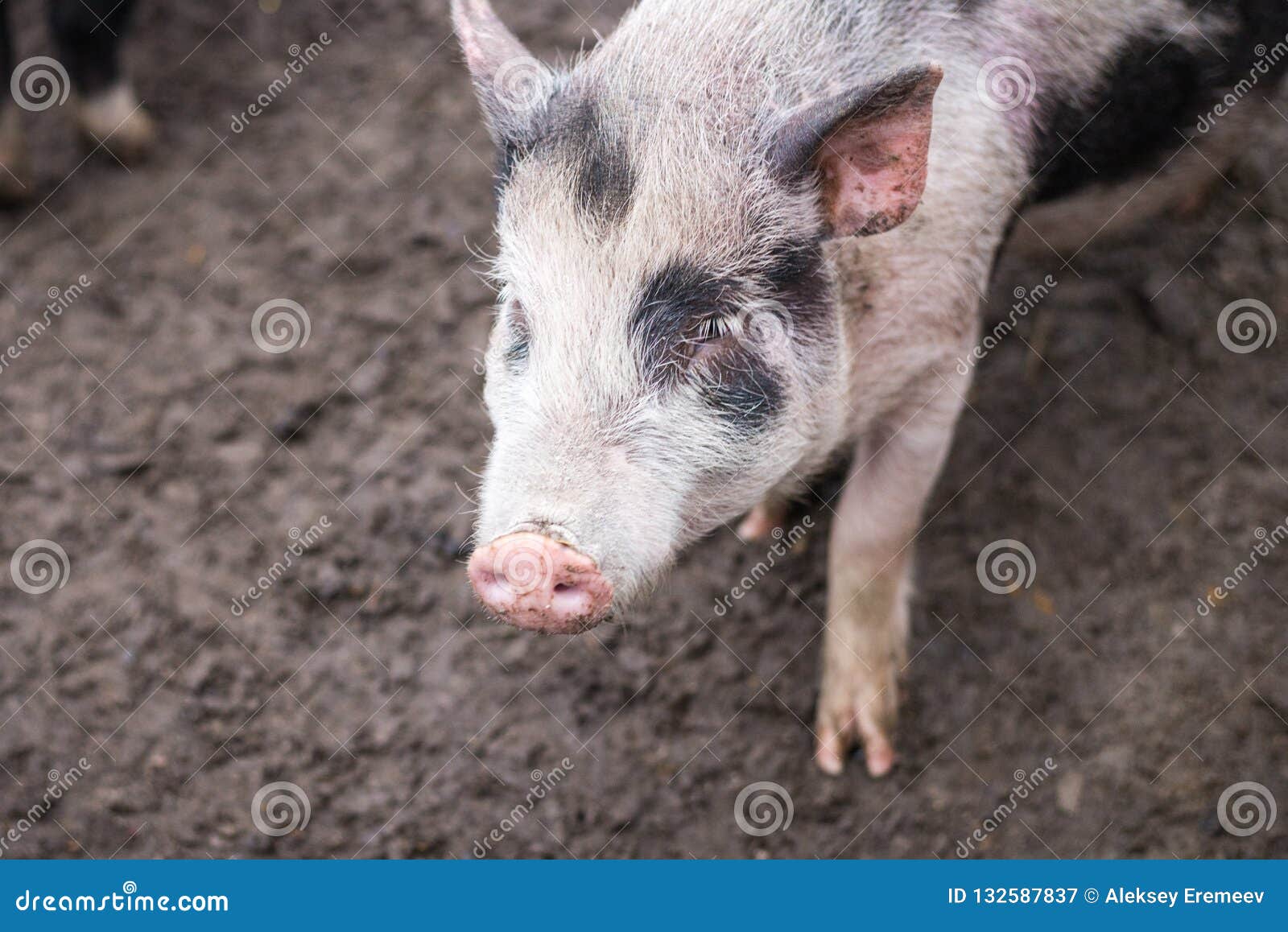 Big Spotted Pig Looking at the Frame Stock Image - Image of domesticpig ...