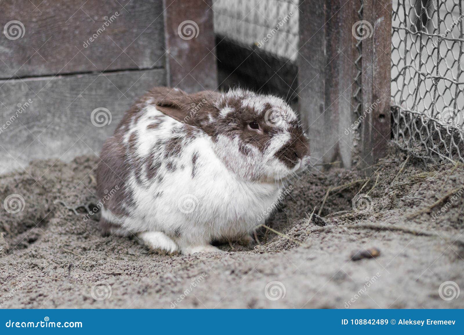 Big spotted rabbit sits stock image. Image of breeding - 108842489