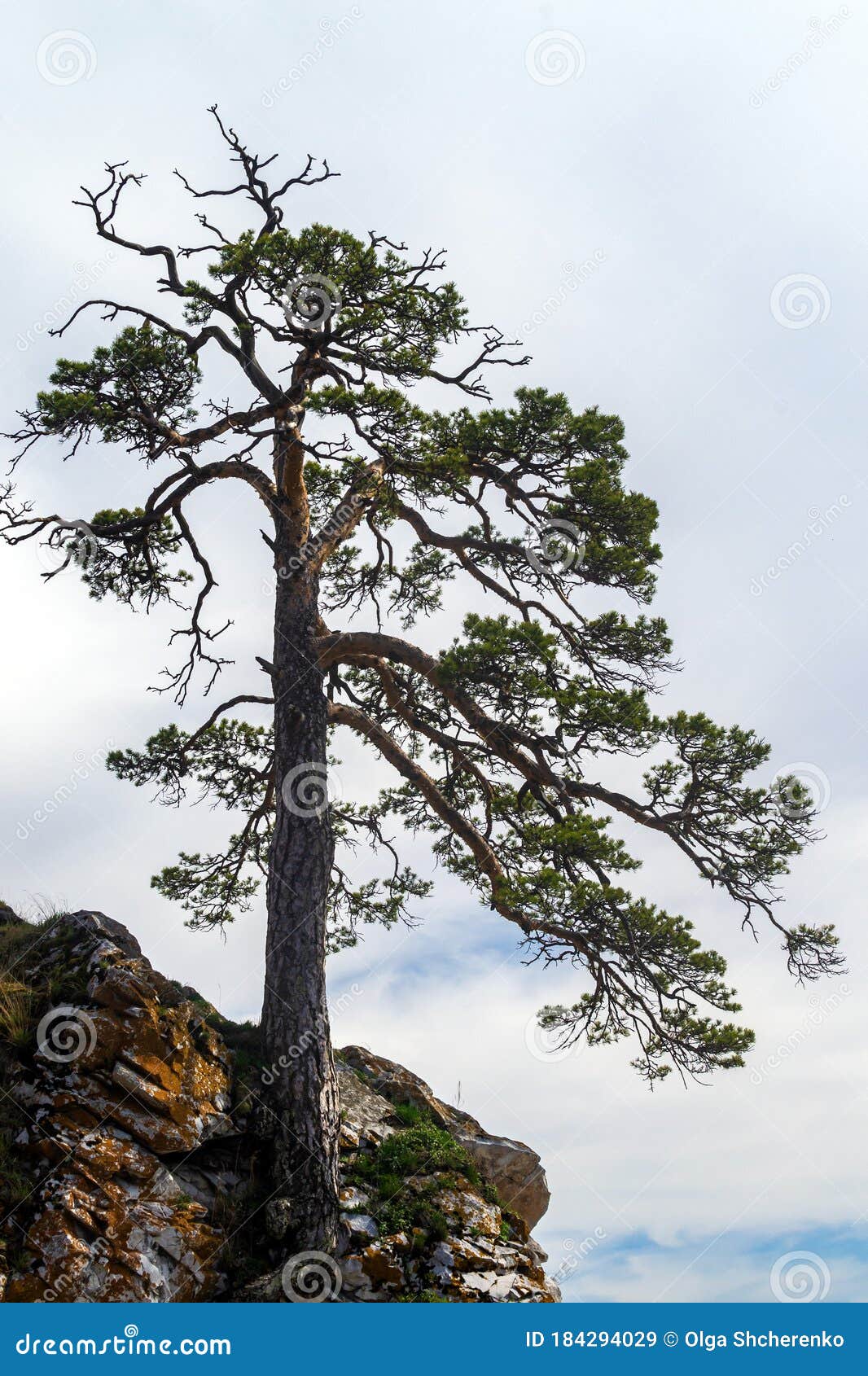 Big Sprawling Lonely Tree Grows on the Edge of a Cliff Stock Image ...