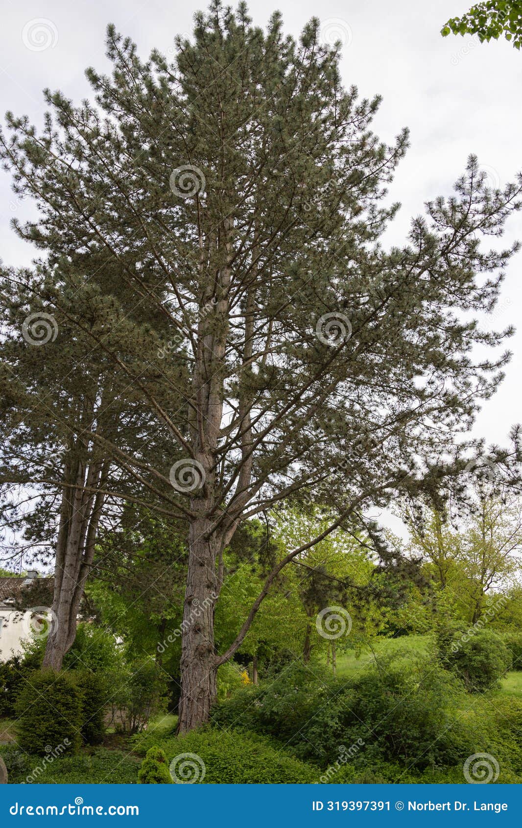 Big sprawling pine tree stock image. Image of foliage - 319397391