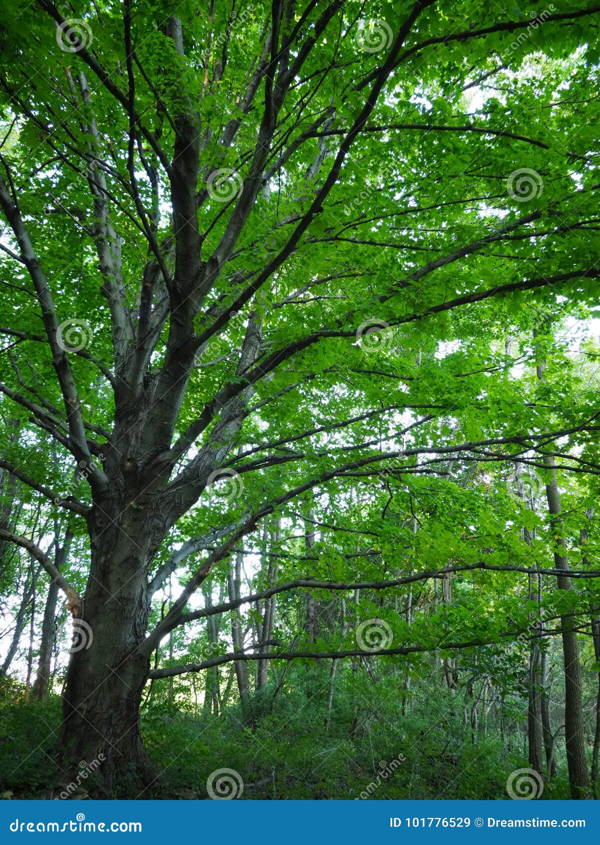 Spreading Tree in Forest stock image. Image of green - 101776529