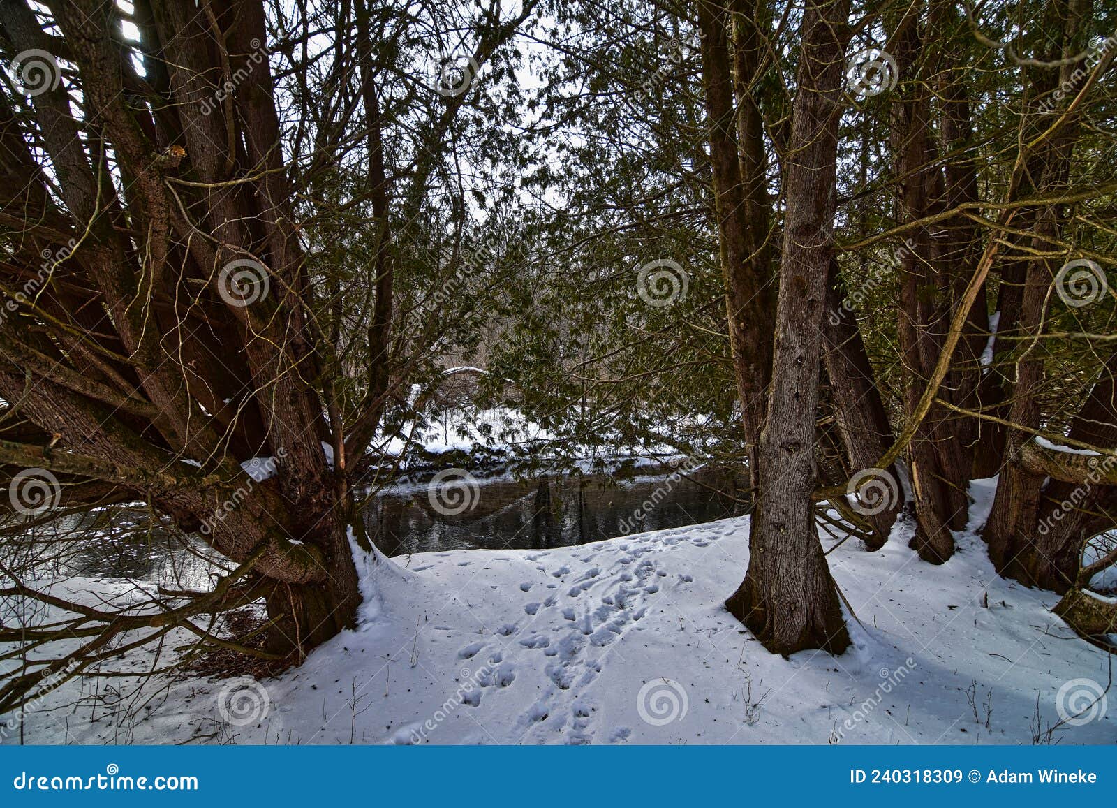 Big Spring at Donald County Park in Wisconsin during Winter among Pine ...