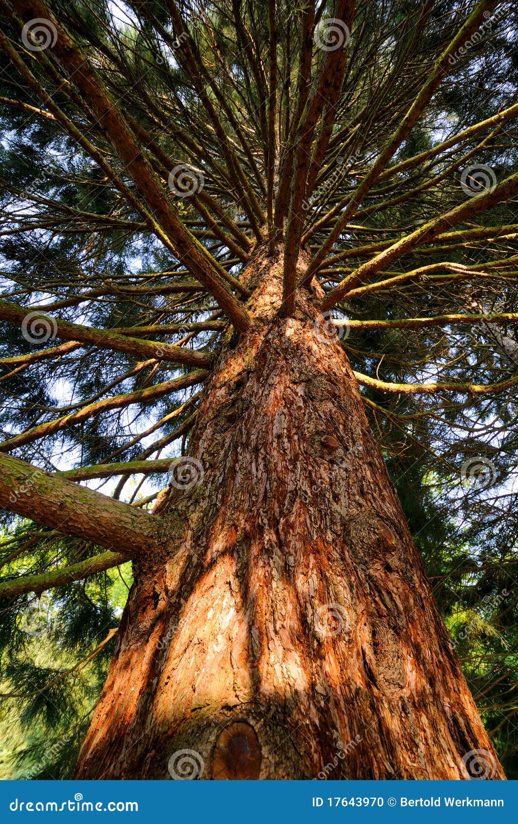 Big spruce stock photo. Image of outdoors, furniture - 17643970