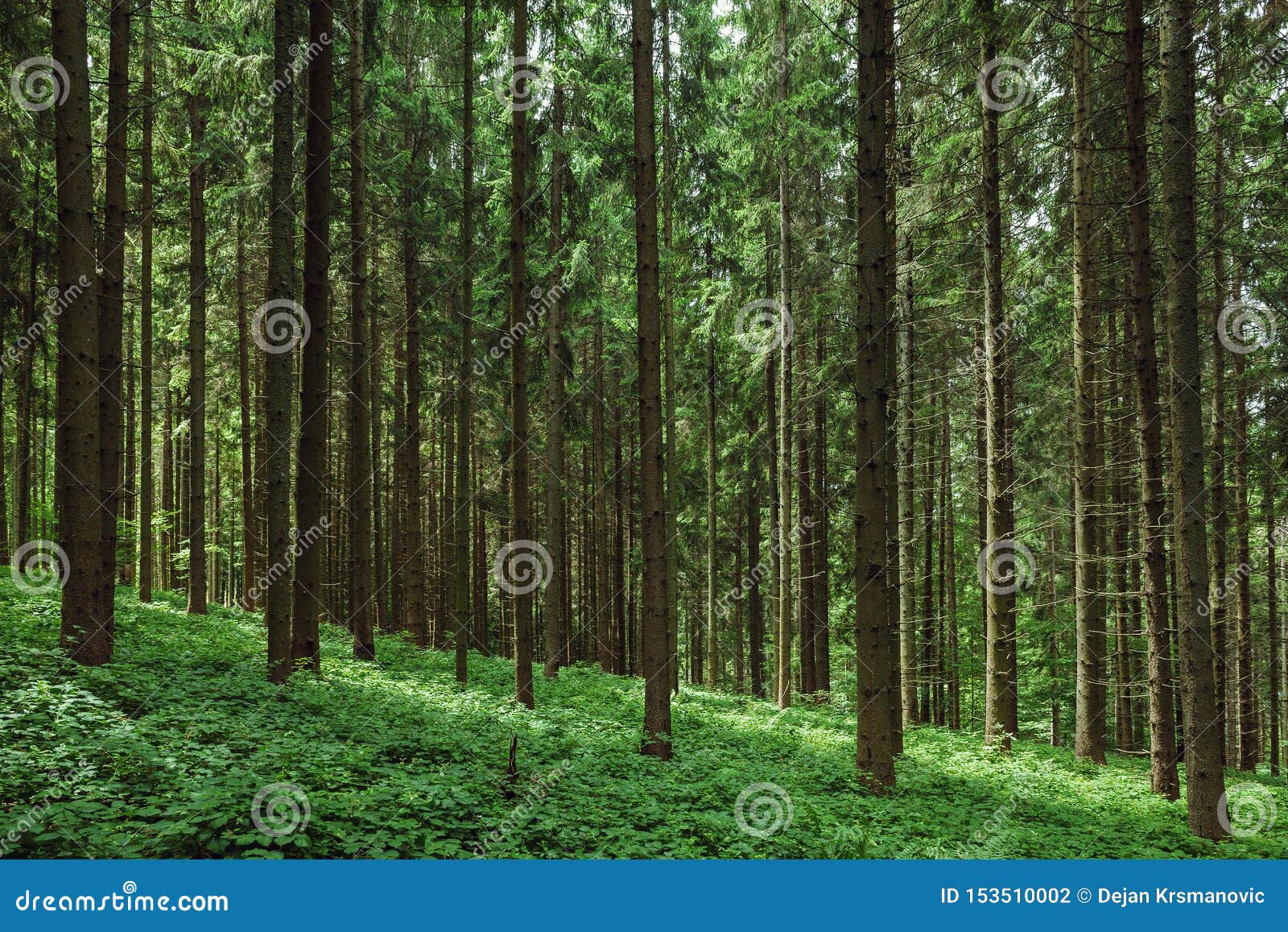 Big Spruce Forest stock photo. Image of mist, grass - 153510002