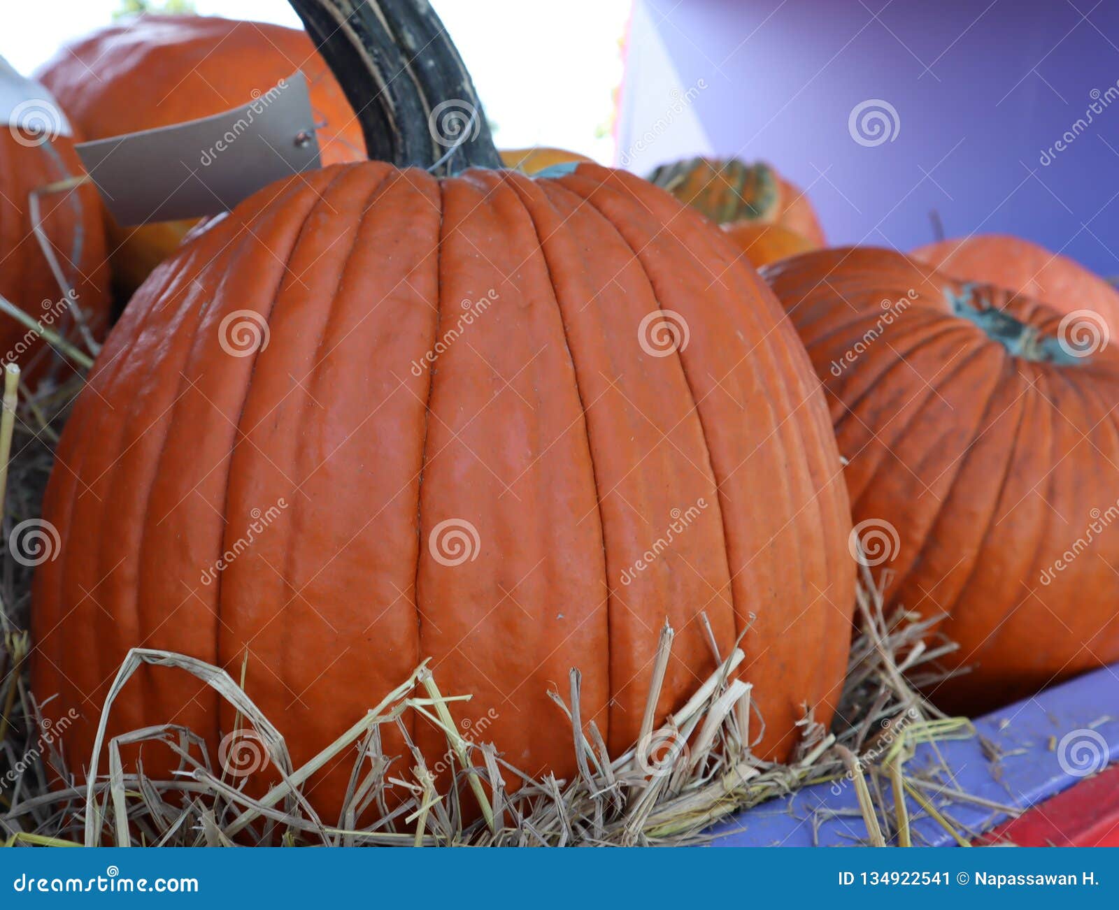 Squash stock image. Image of garden, squash, color, beautiful - 134922541