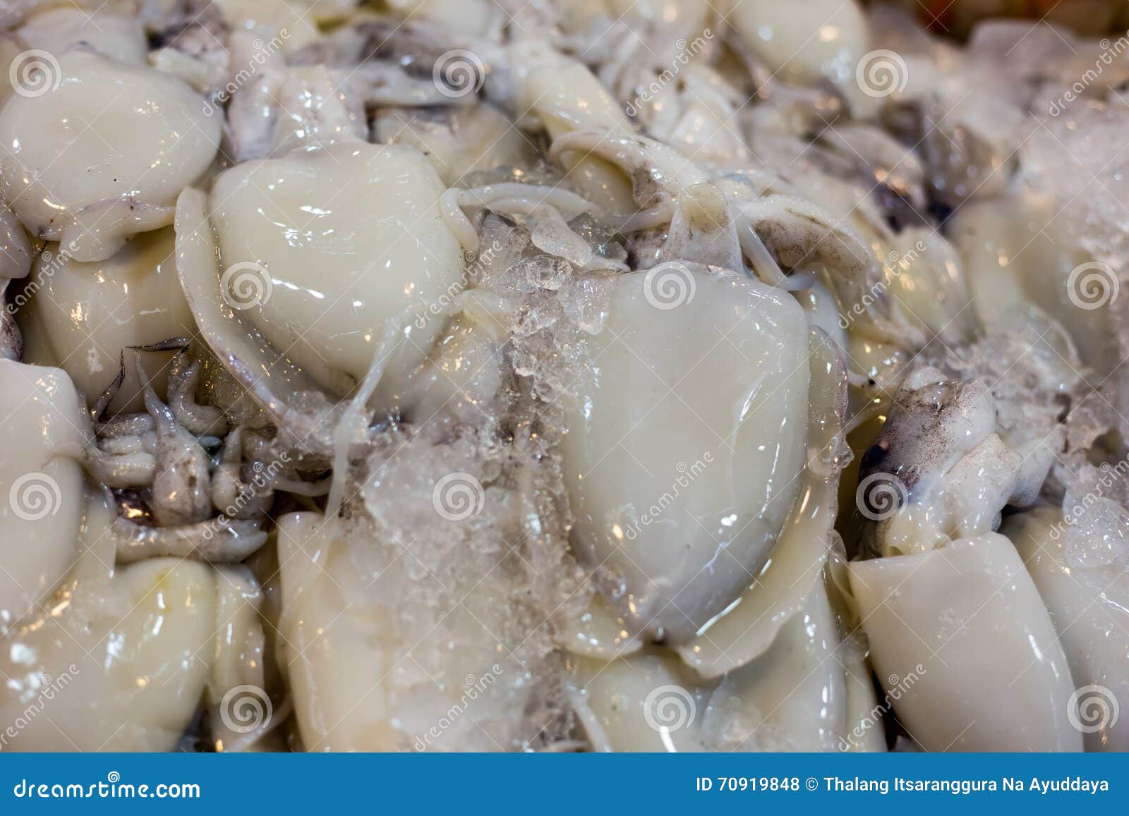 Big Squid the Ice in the Market Stock Photo - Image of food, kitchen ...