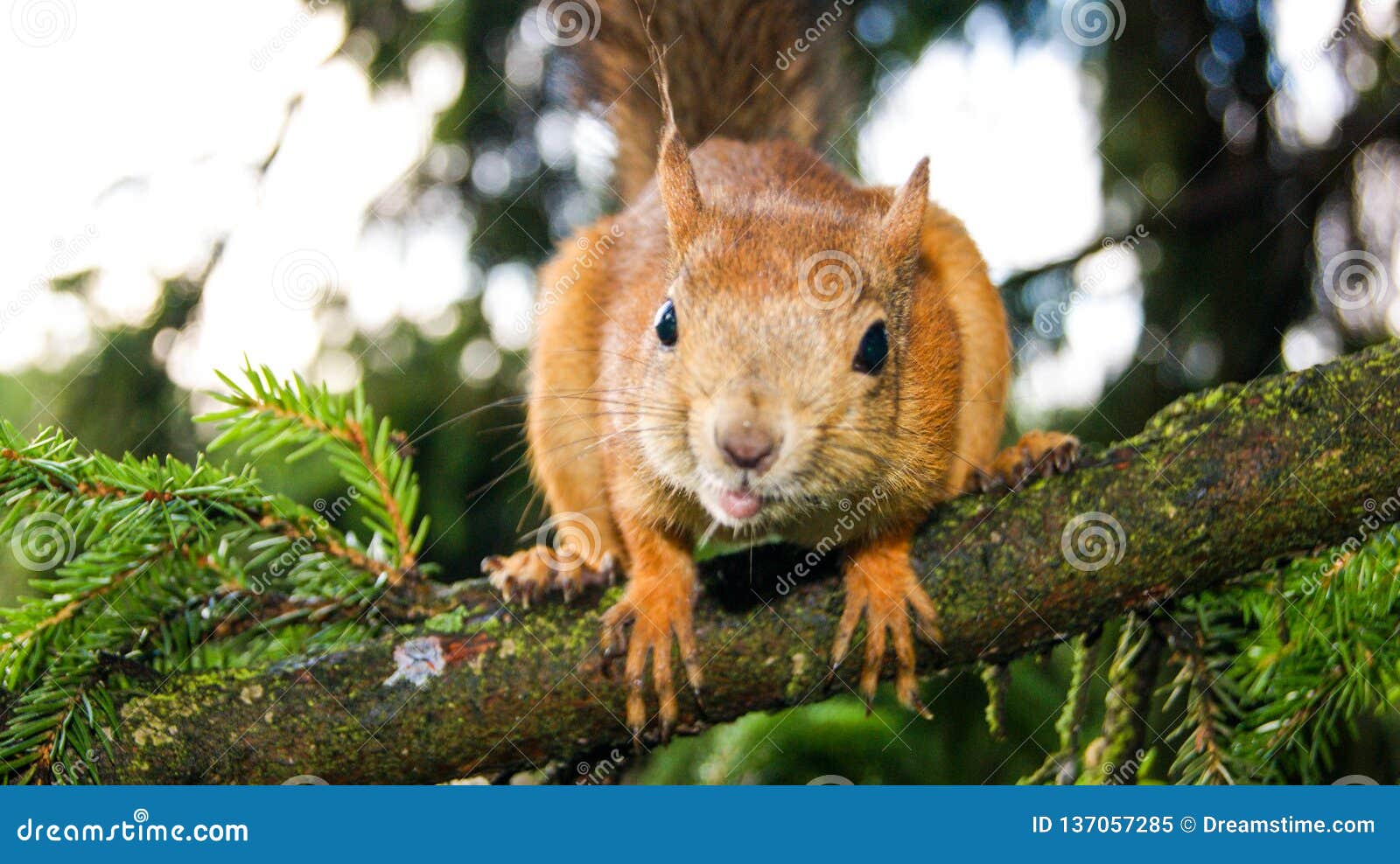 Big Squirrel Sitting on a Branch Stock Image - Image of outdoor, small ...