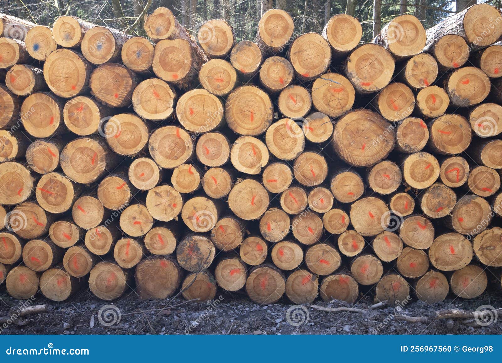 Stack of Cut Trunks at Forest Path Stock Photo - Image of logs ...