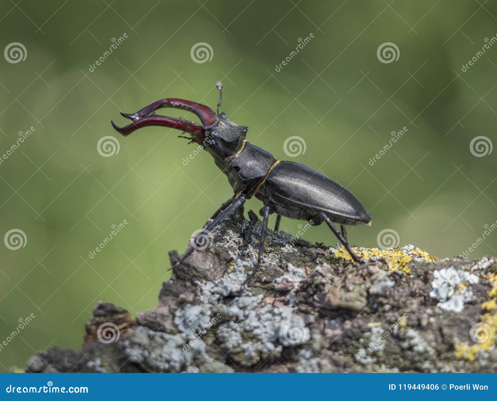Beetle King stock photo. Image of fighting, king, beetle - 119449406