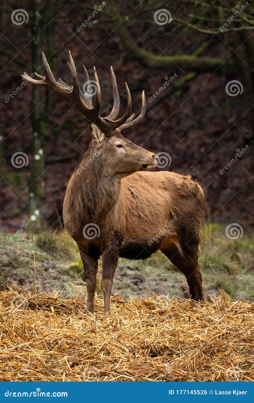Stag Posing for the Photographer Stock Photo - Image of photographer ...