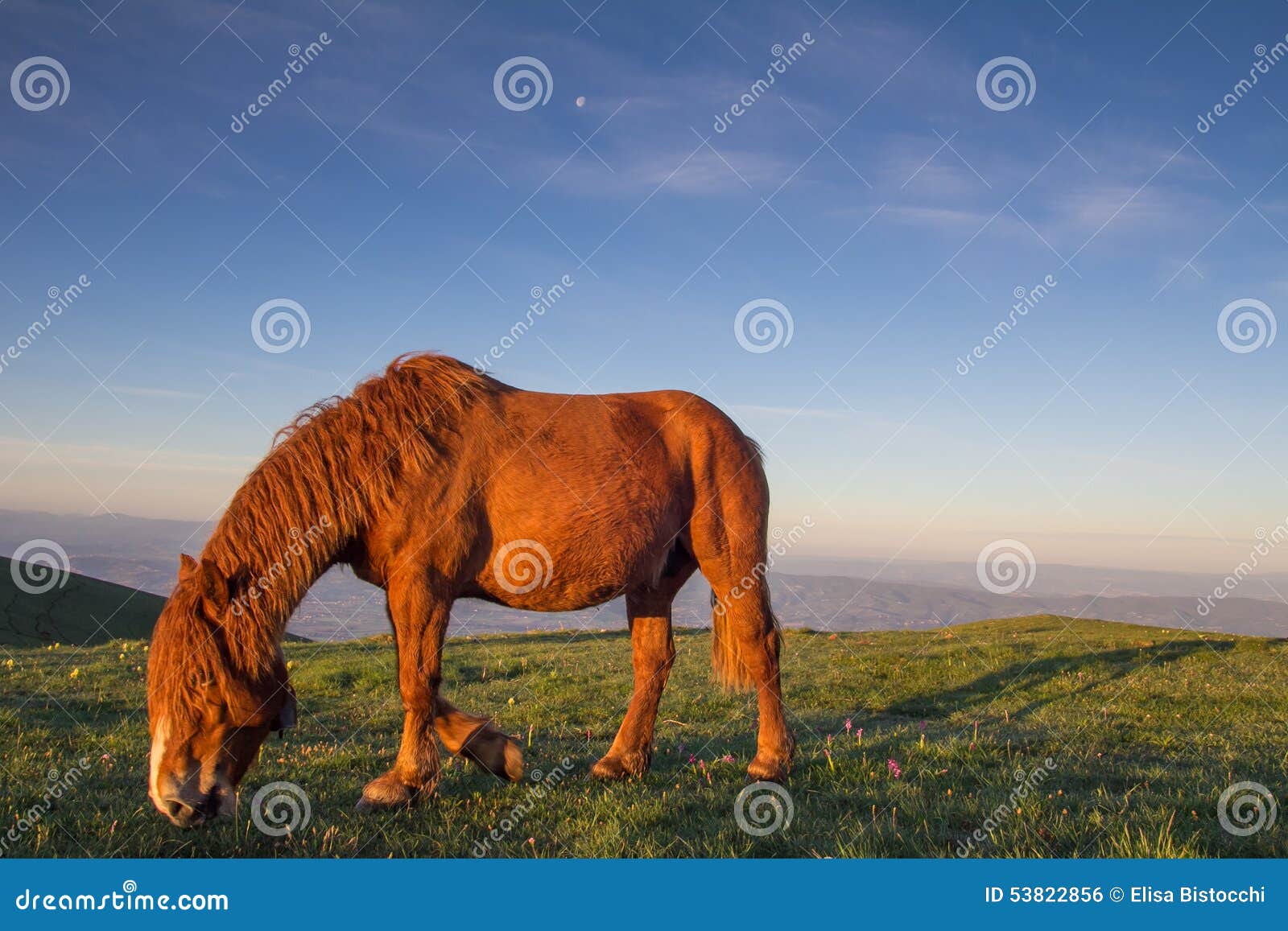 Big Stallion Under the Moon Stock Photo - Image of jumping, animal ...