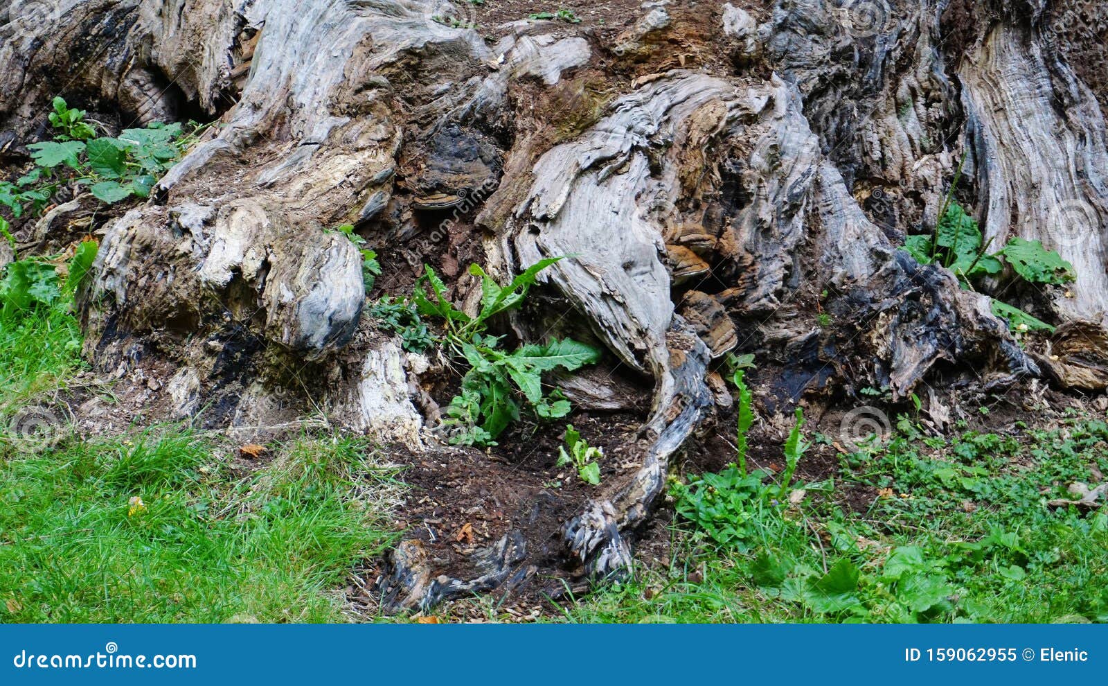 Big Stem of Tree with Base of Tree Close Up. Stock Image - Image of ...