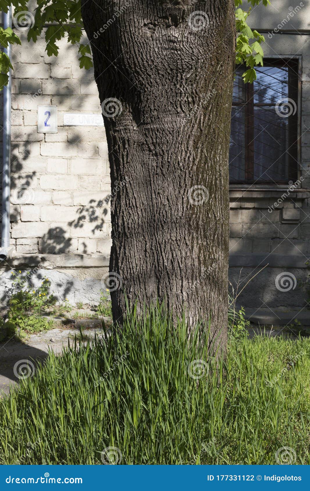 Big stem of tree stock photo. Image of fence, background - 177331122