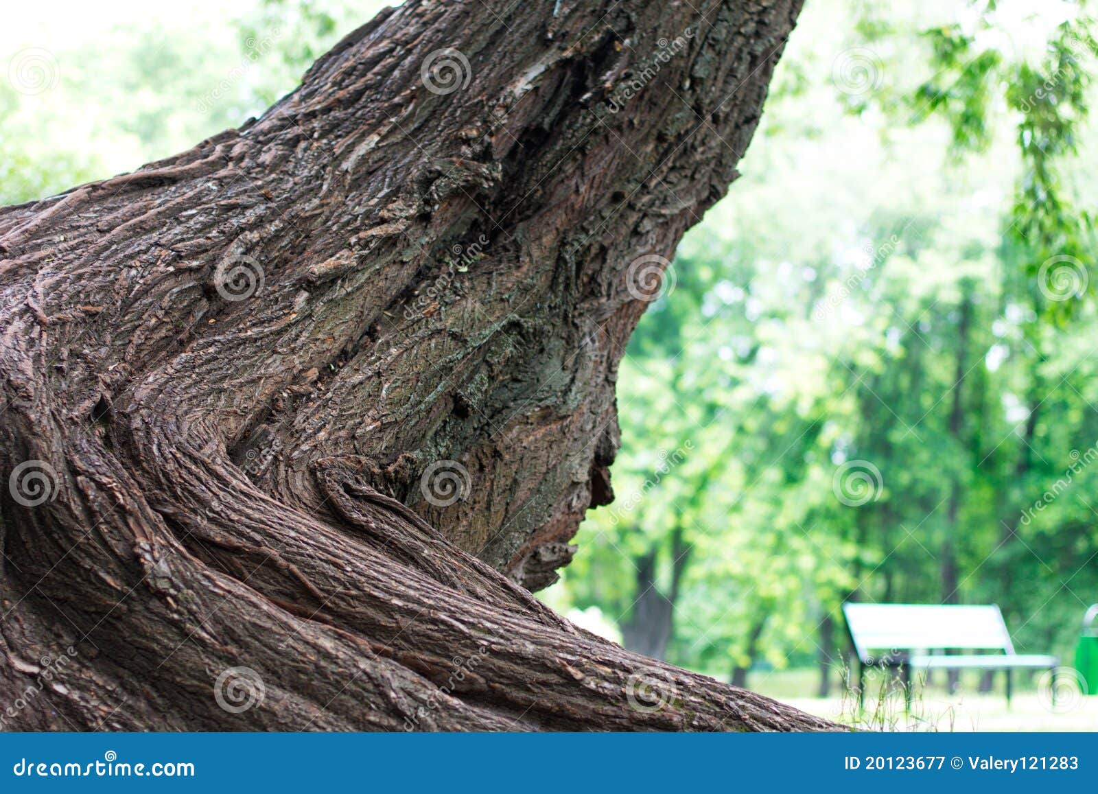 Big Stem of Tree in the Park Stock Image - Image of environment, single ...