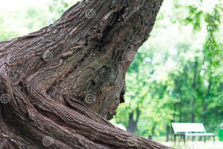 Big Stem of Tree in the Park Stock Image - Image of environment, single ...