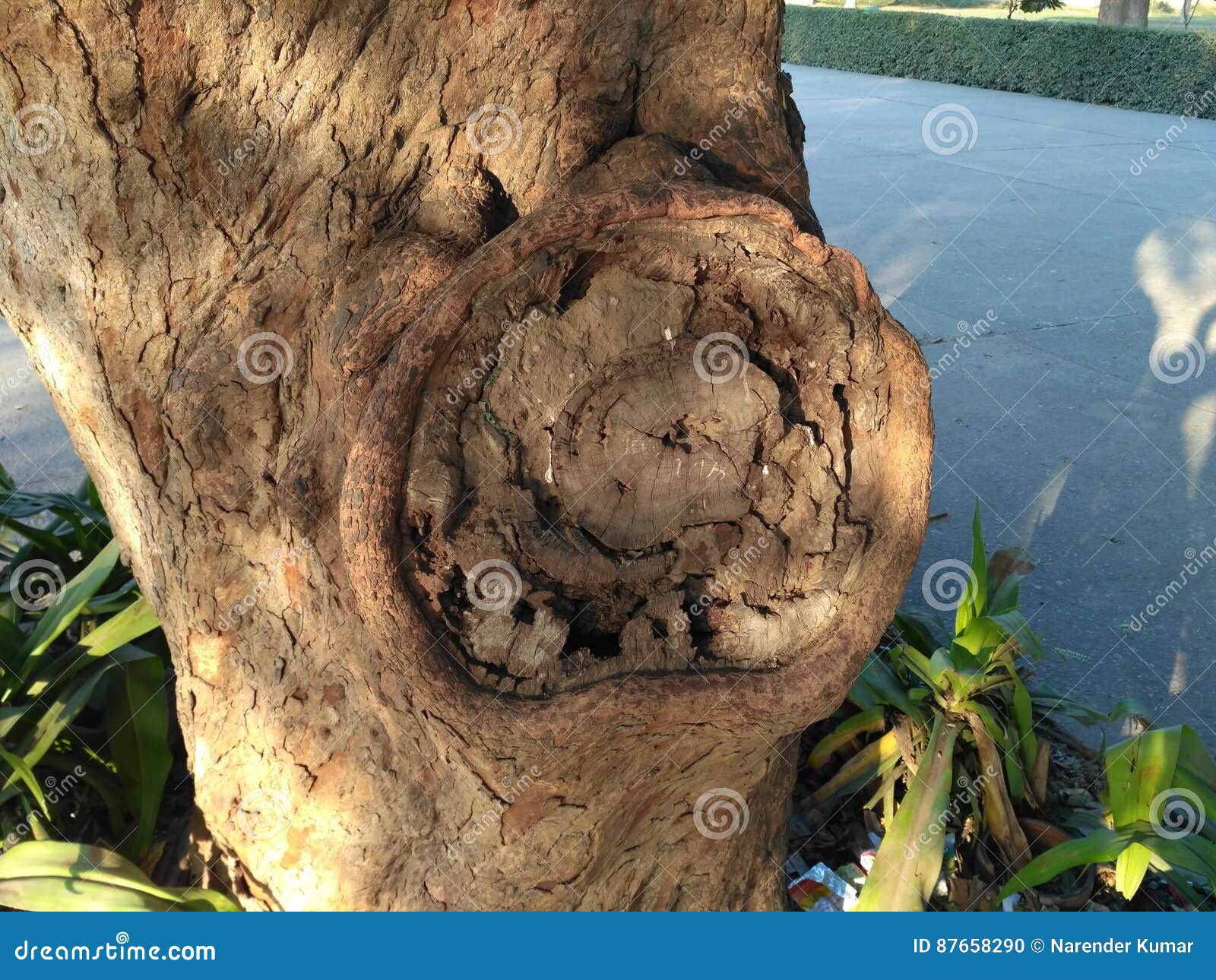 Big stem of an tree stock photo. Image of drought, timber - 87658290