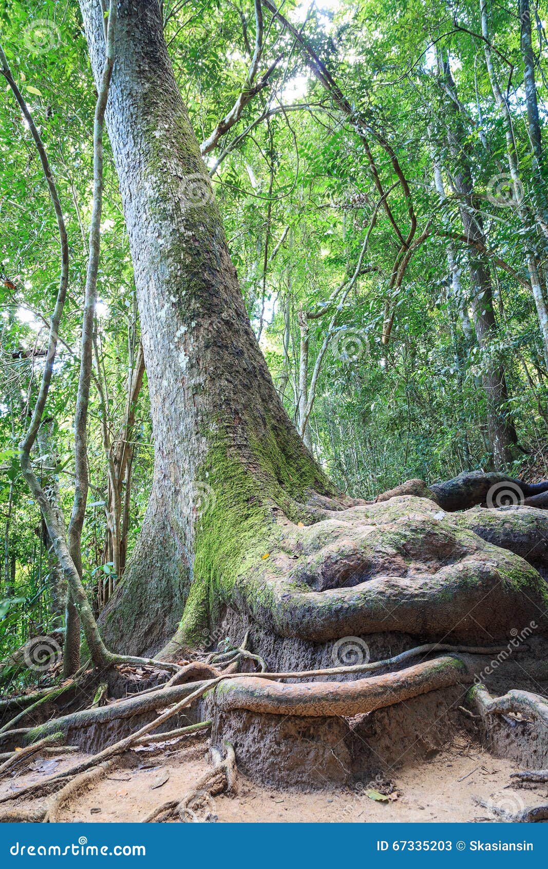 Big stem of tree stock image. Image of green, greenery - 67335203
