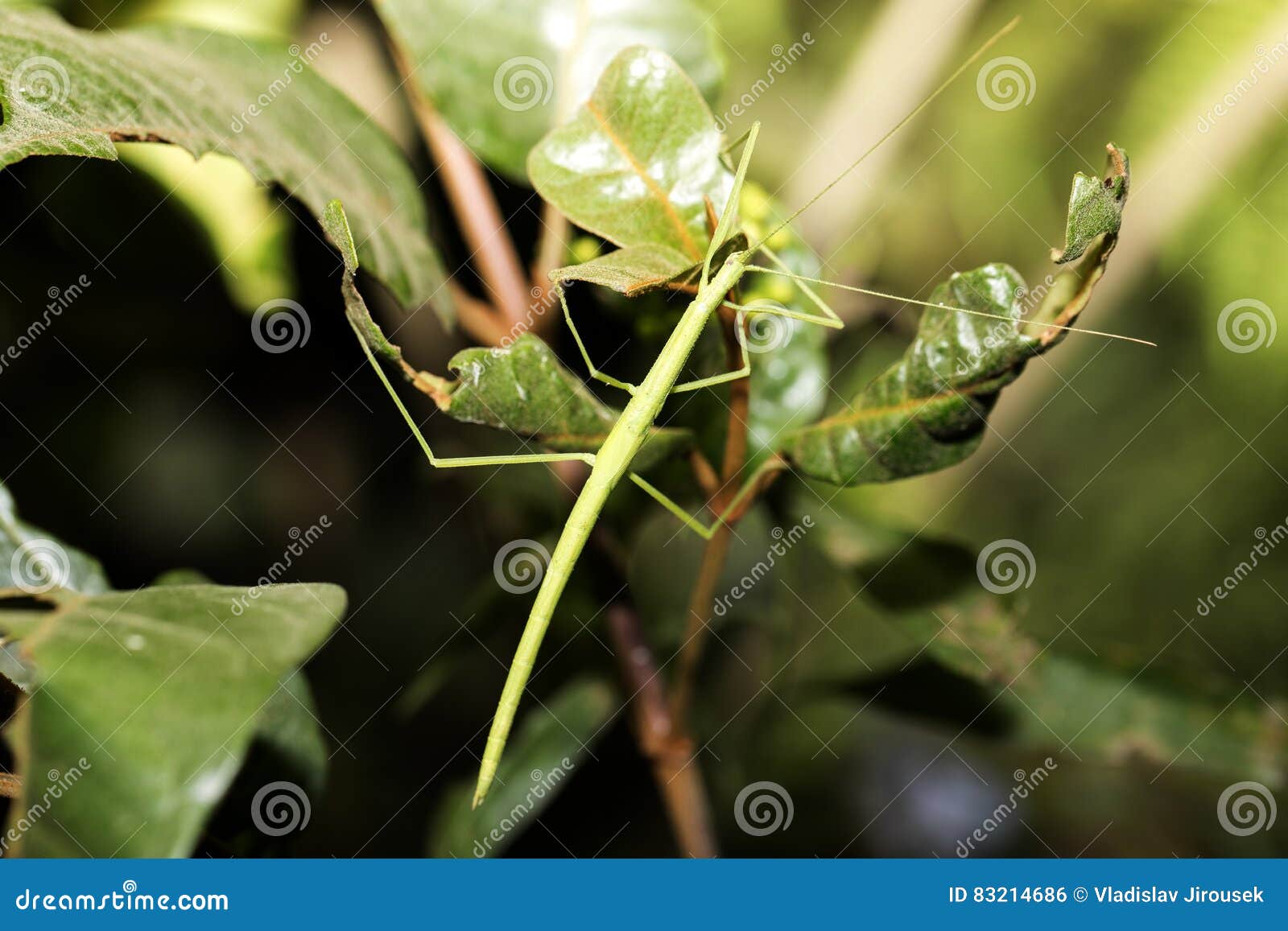 The Big Stick Insect, North Madagascar Stock Photo - Image of nature ...