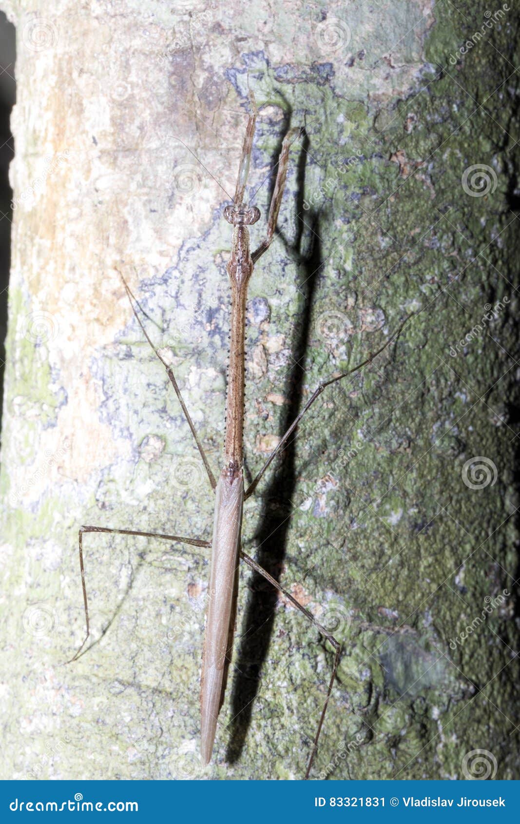 Big Stick Insect on a Tree, Nosy Mangabe, Madagascar Stock Image ...