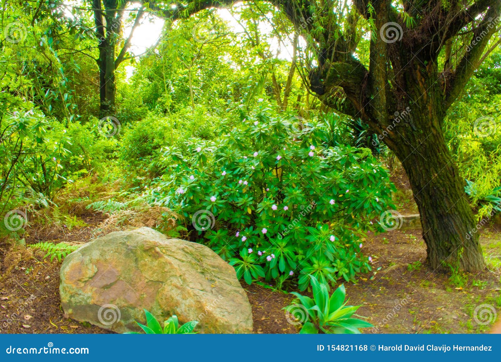 Big stone in the forest stock photo. Image of outdoor - 154821168