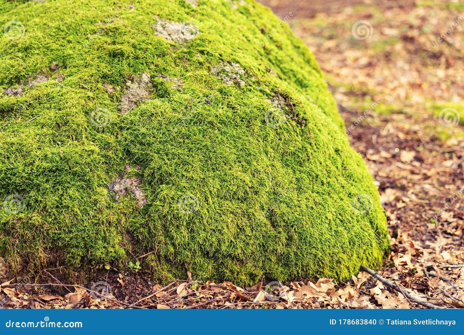 Big Stone Coverd with Moss in Soft Light Stock Photo - Image of rock ...