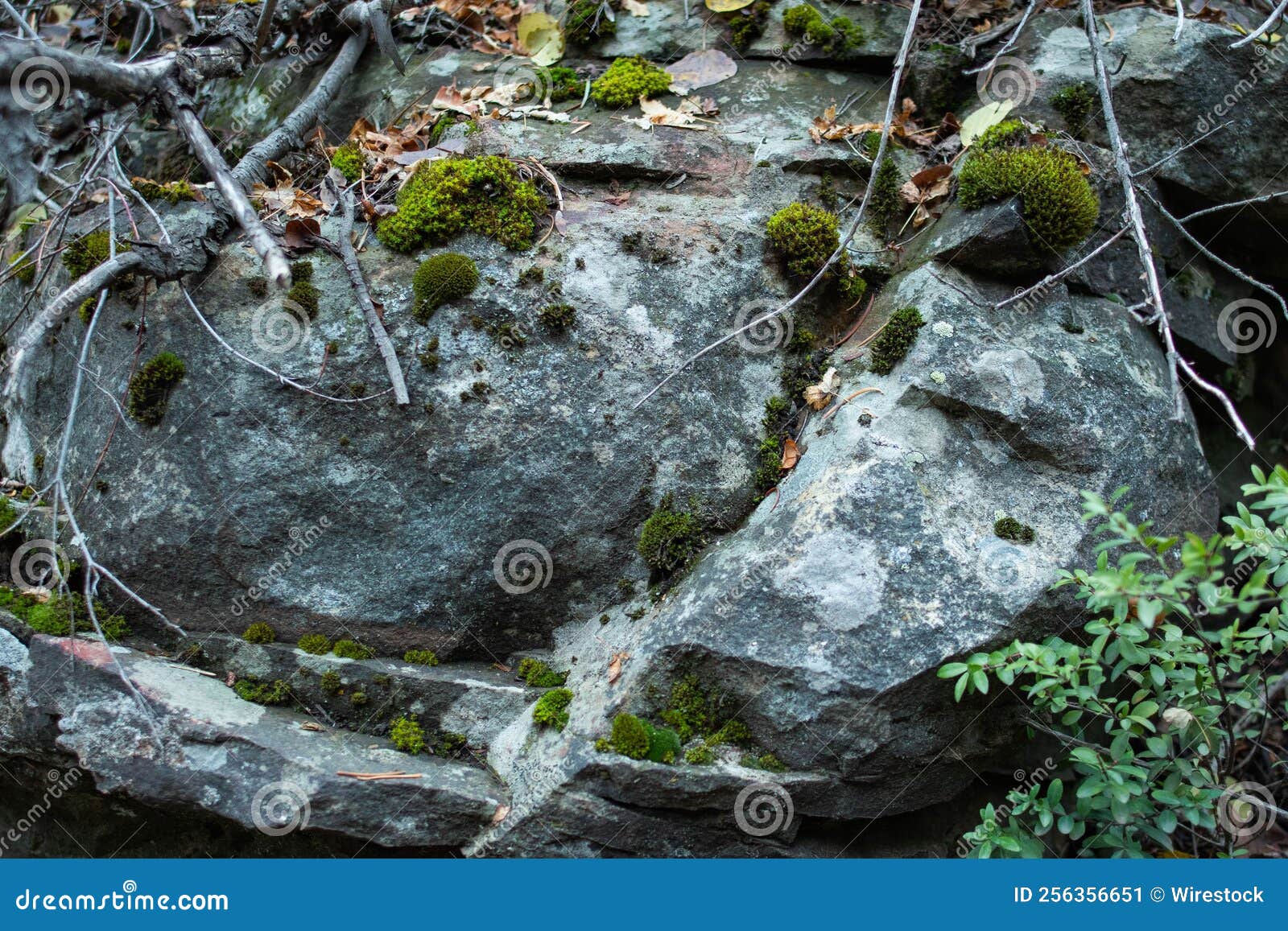 Big Stone Covered with Moss and Broken Thin Branches Stock Image ...