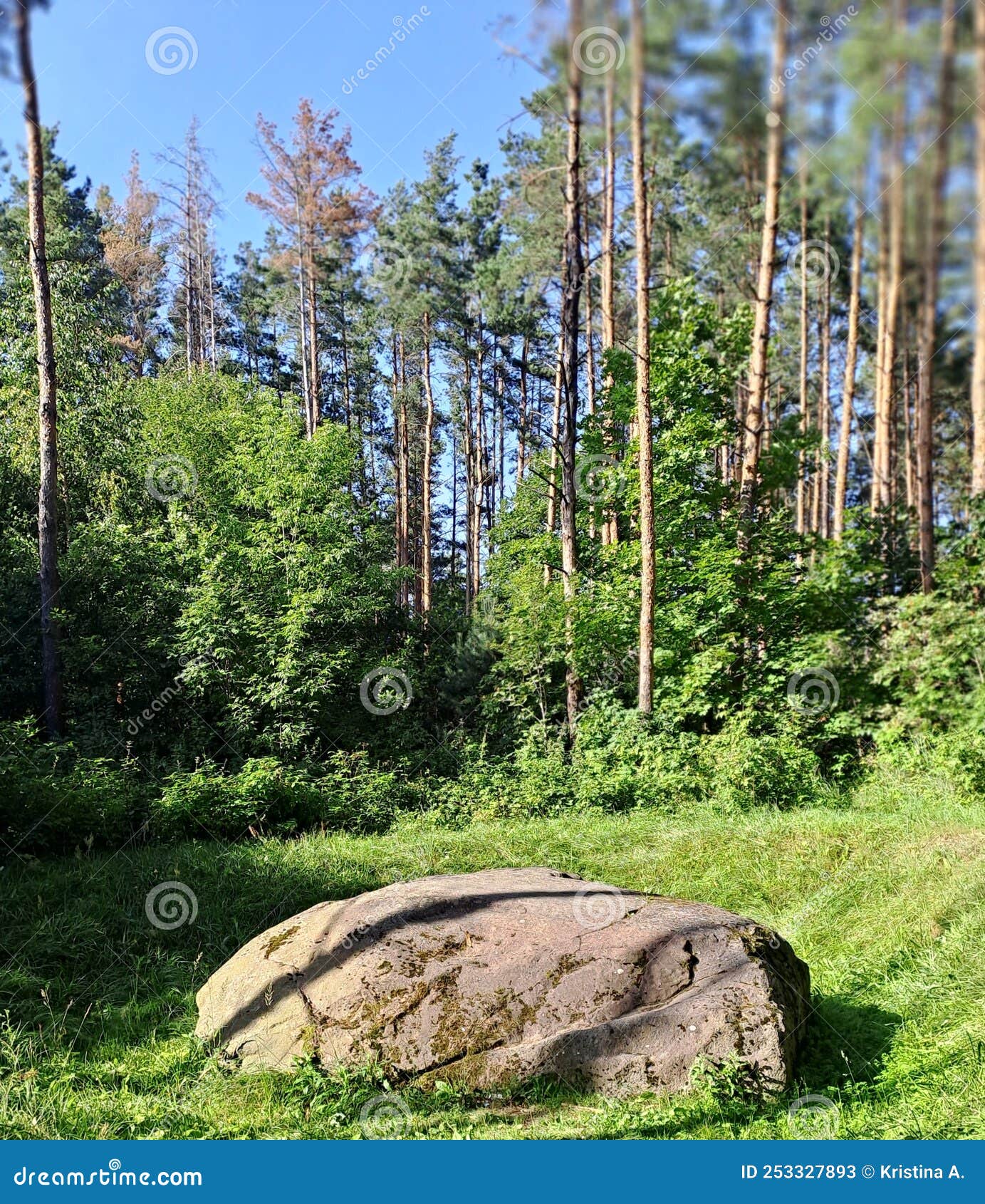 Big stone in forest stock image. Image of flower, meadow - 253327893