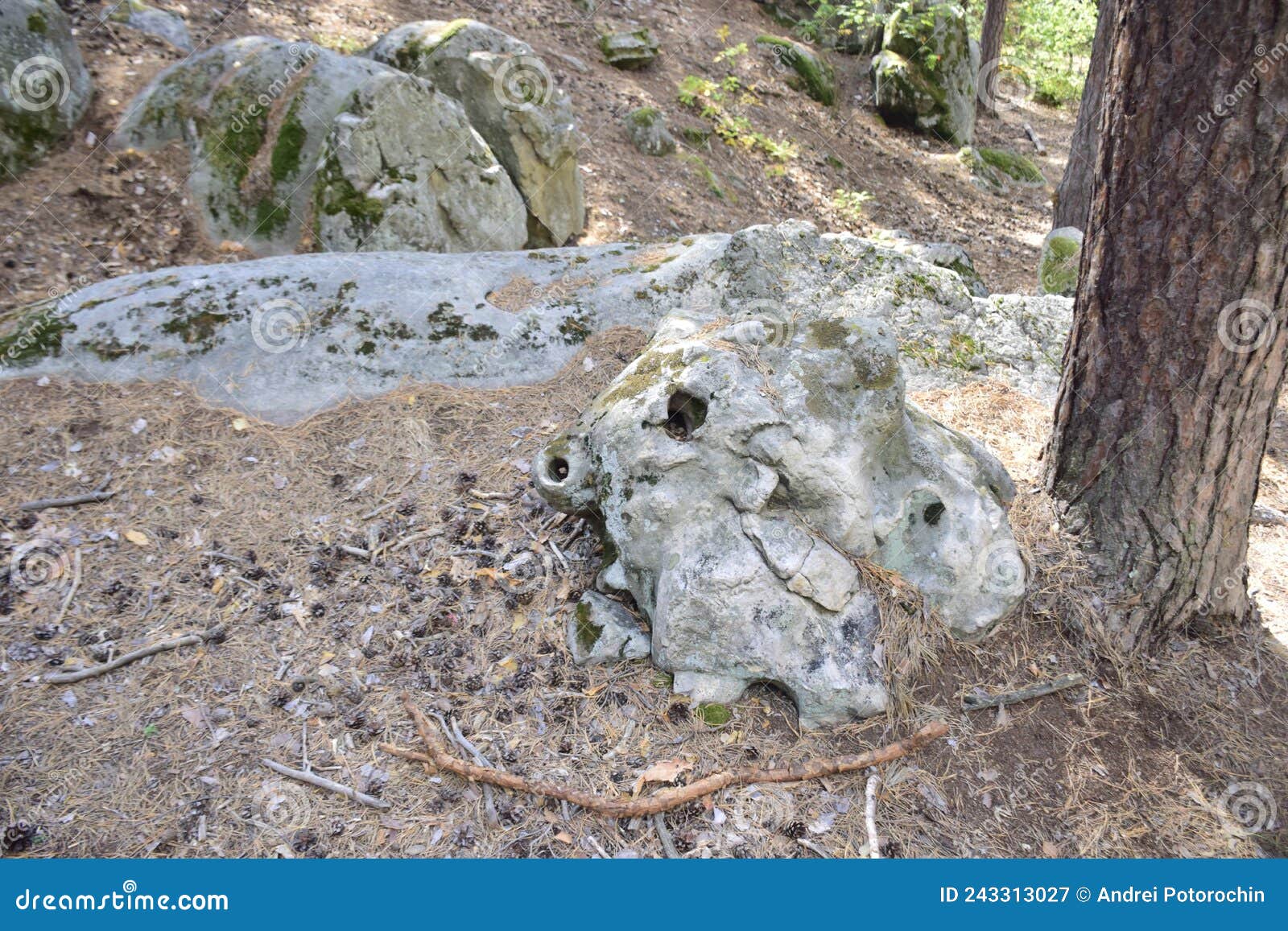 A big stone in the forest stock image. Image of pine - 243313027