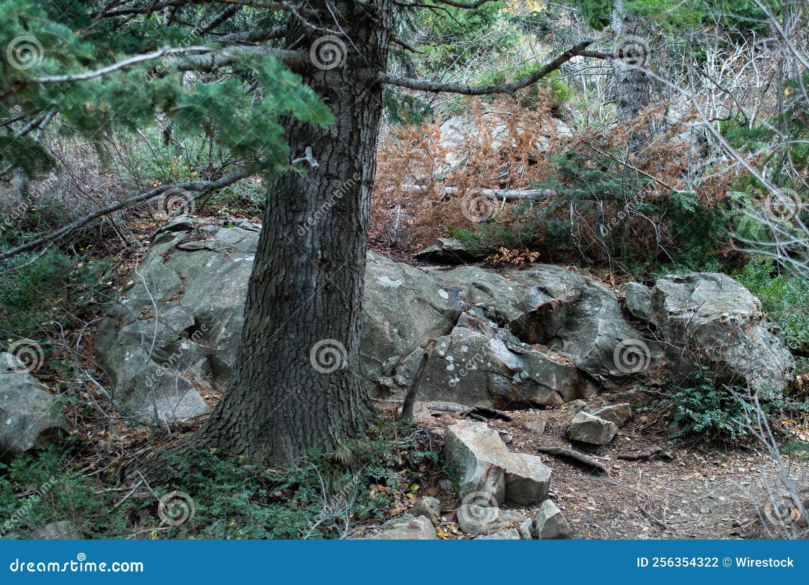 Big Stone in a Forest and a Tree Trunk in Front of it Stock Photo ...