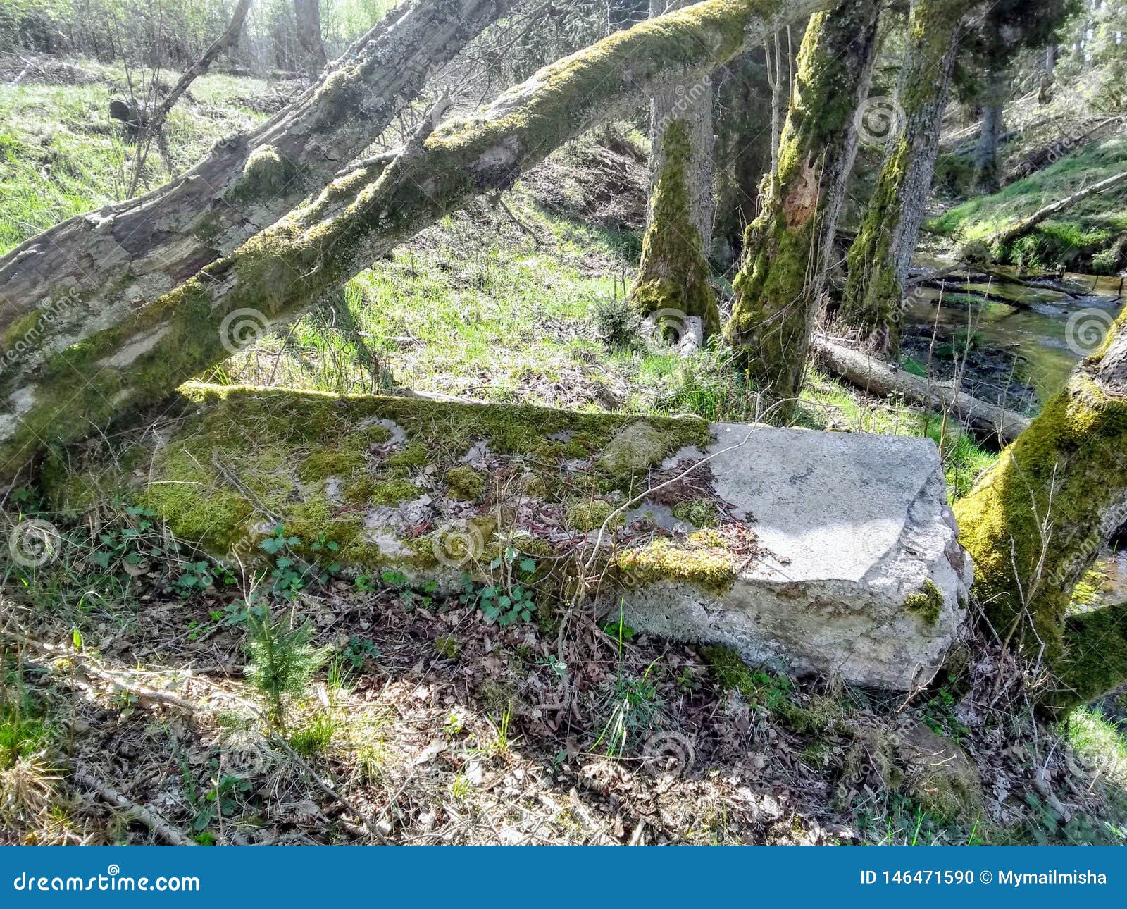 A big stone in forest stock photo. Image of river, forest - 146471590