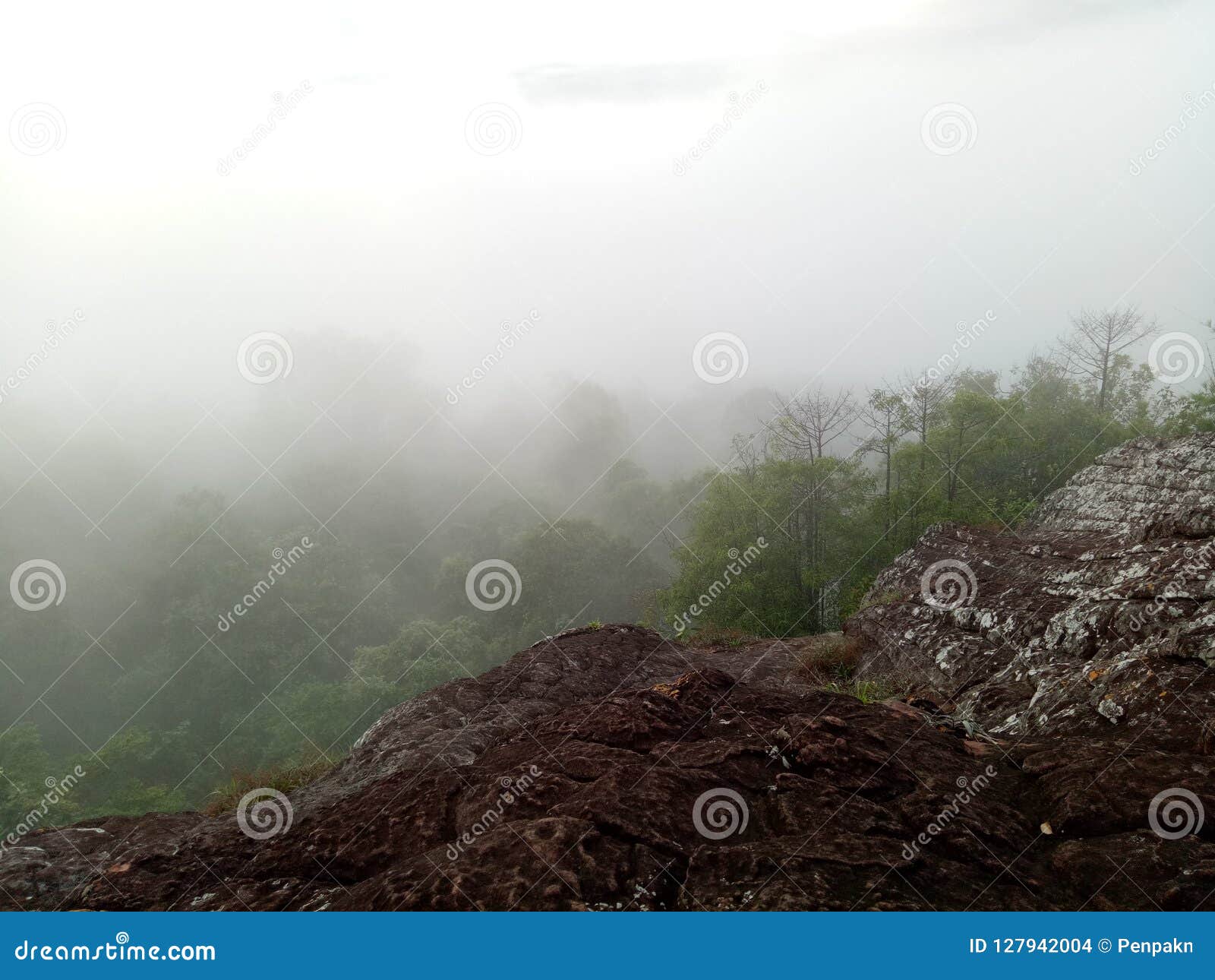 Big stone in the forest stock photo. Image of beautiful - 127942004