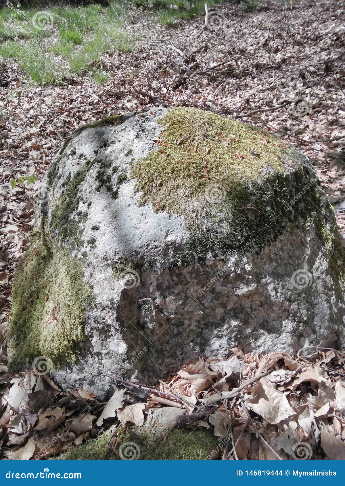Big stone is the forest stock photo. Image of wood, stone - 146819444